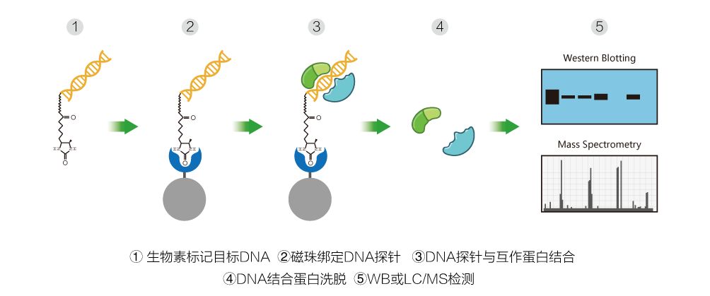 RNA pull down价格,详情介绍-960化工网 – 960化工网